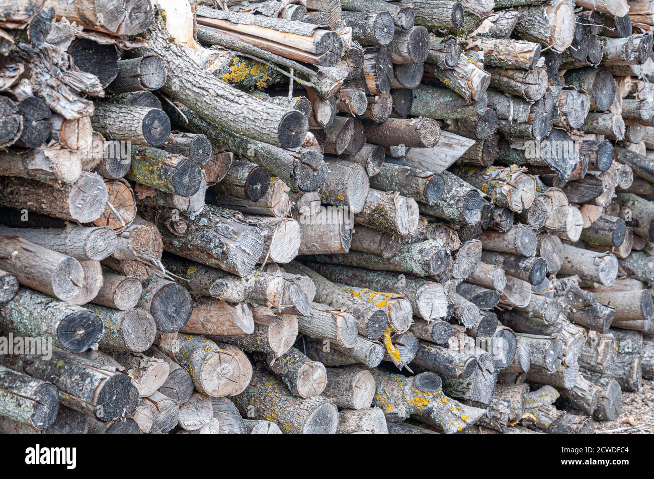Stack of chopped wood prepared for winter Stock Photo - Alamy