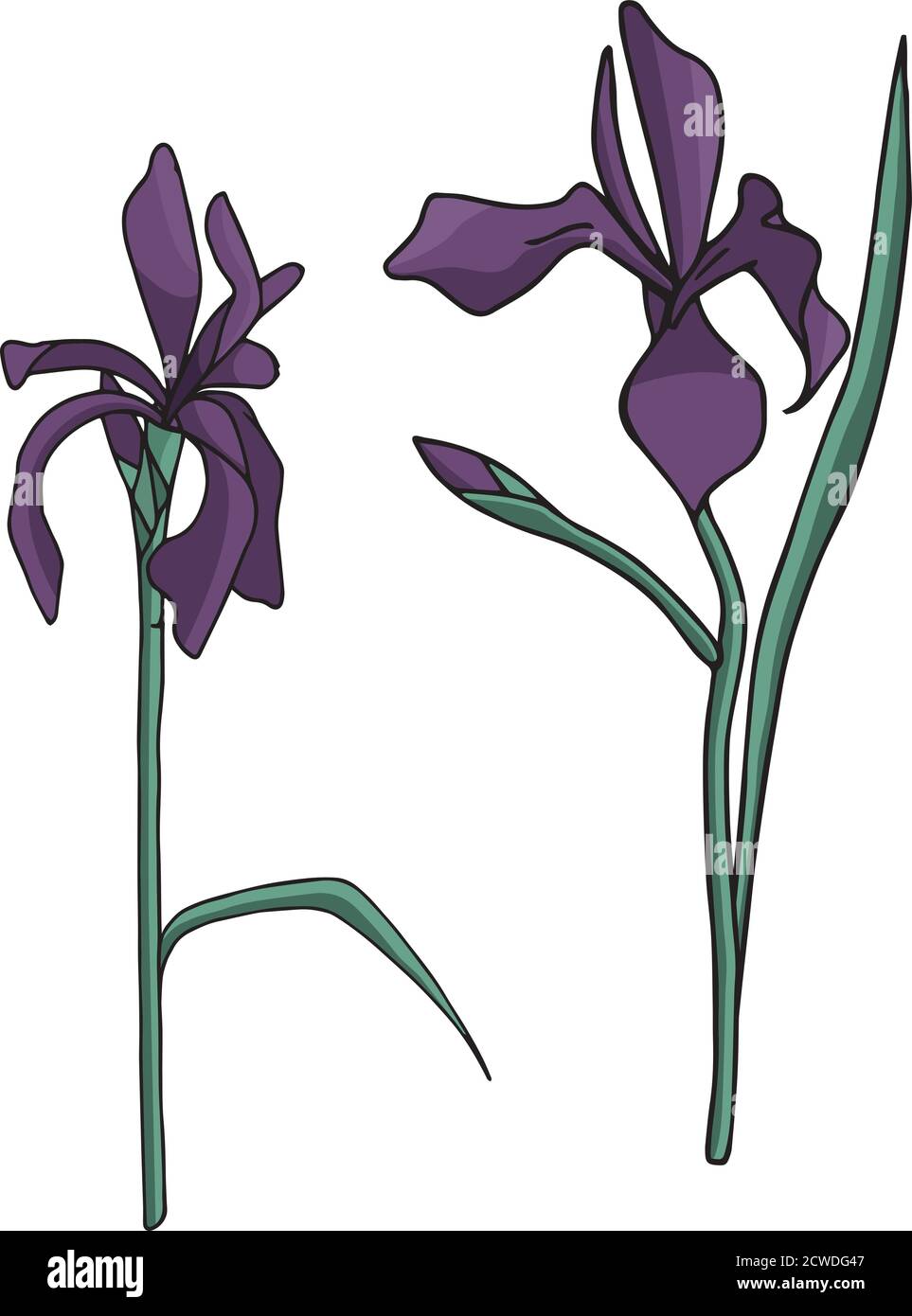 Spring purple flowers irises Stock Vector Images - Alamy