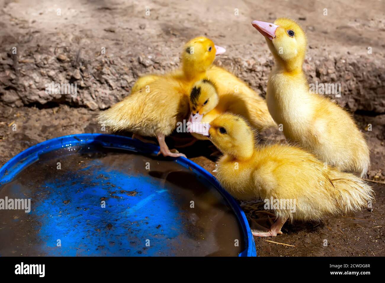 Full Grown Yellow Duck