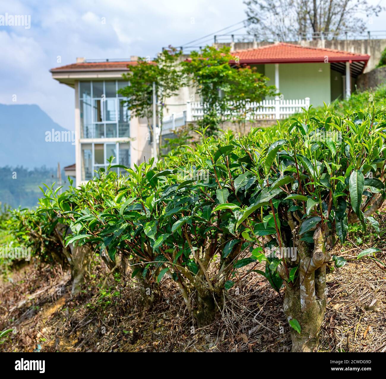 Tea tree hi-res stock photography and images - Alamy