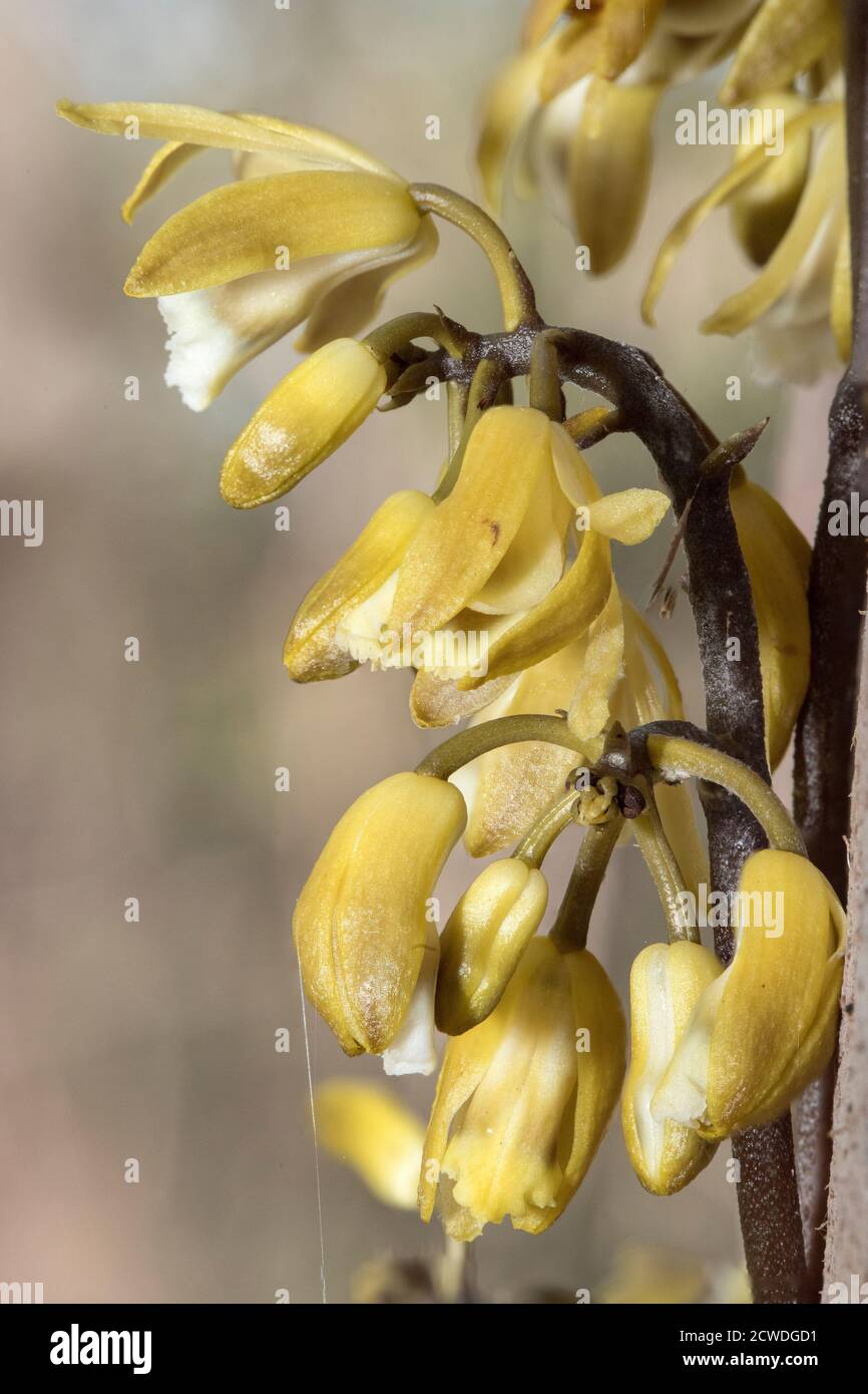 Climbing Orchid growing on Sydney Red Gum Tree Trunk Stock Photo - Alamy