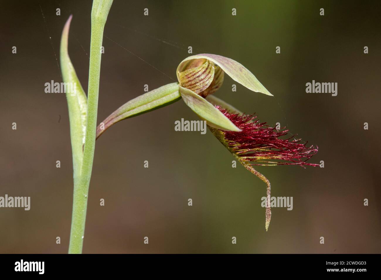 Red Beard Orchid plant with flower Stock Photo - Alamy