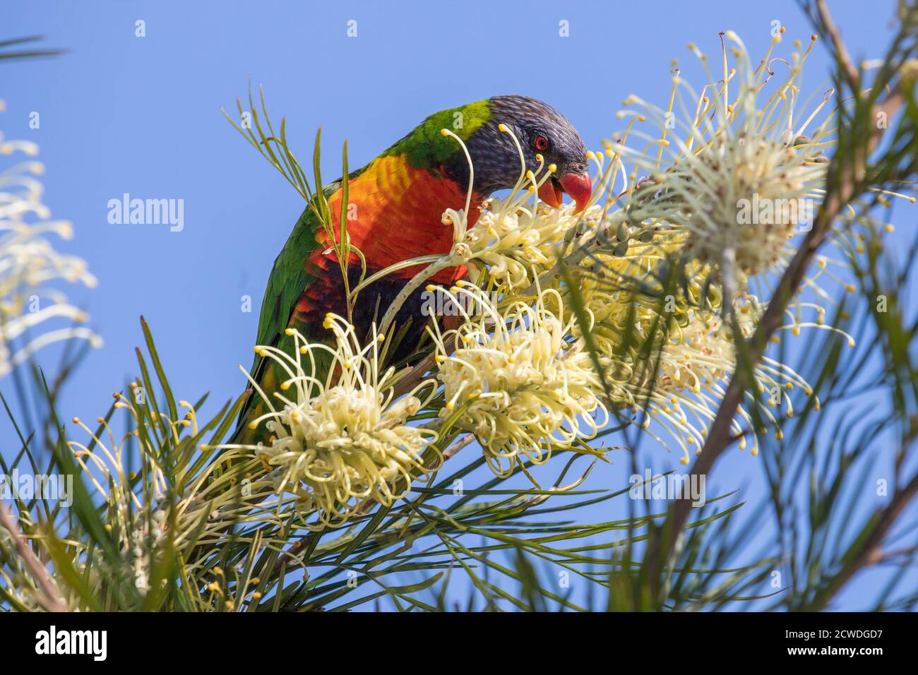 Rainbow Lorikeet feeding on nectar of a Grevillea Flower Stock Photo ...