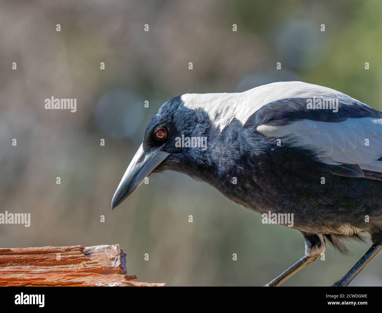 The Australian magpie (Gymnorhina tibicen) is a medium-sized black and ...
