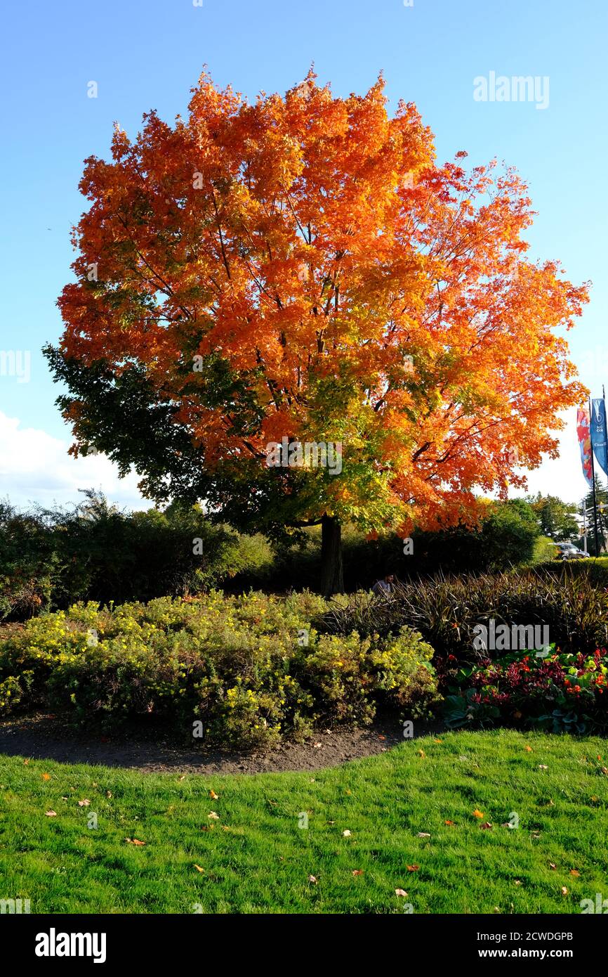 Glorious Autumn/Fall tree colours in Ottawa, Ontario, Canada Stock ...