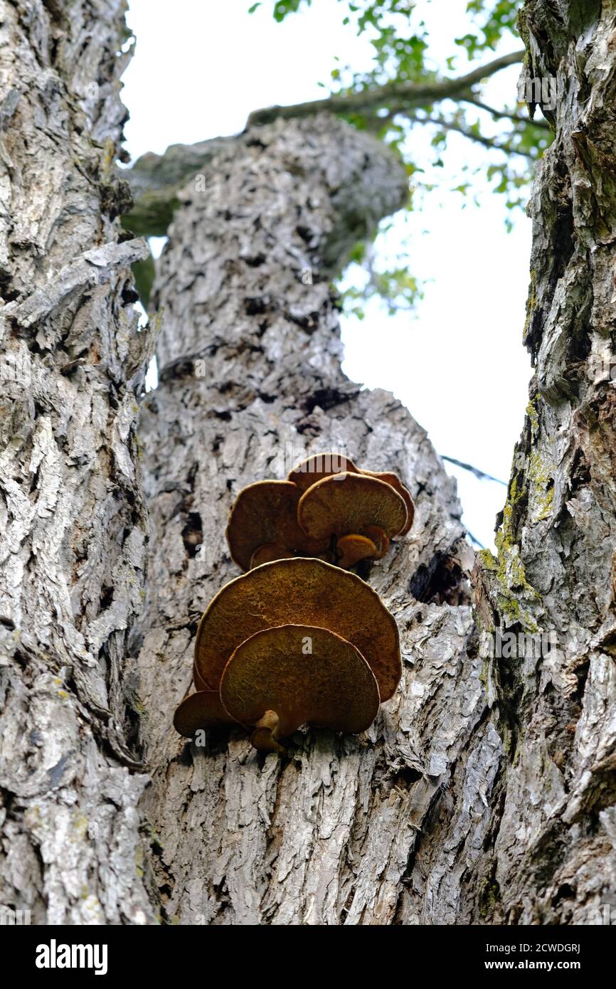 Underside of some large bracket fungus growing high up a tree in a park ...