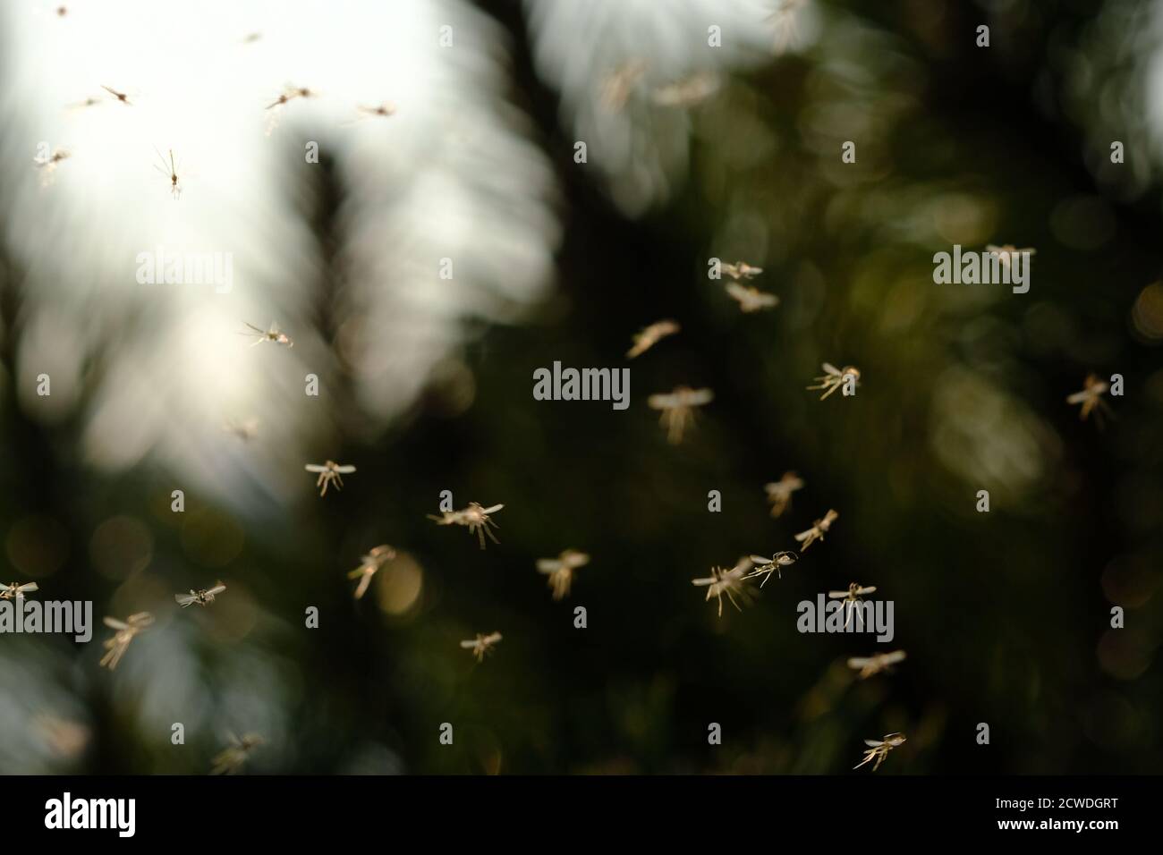 Swarm of lake midges lit by the late afternoon sun and mostly out of ...