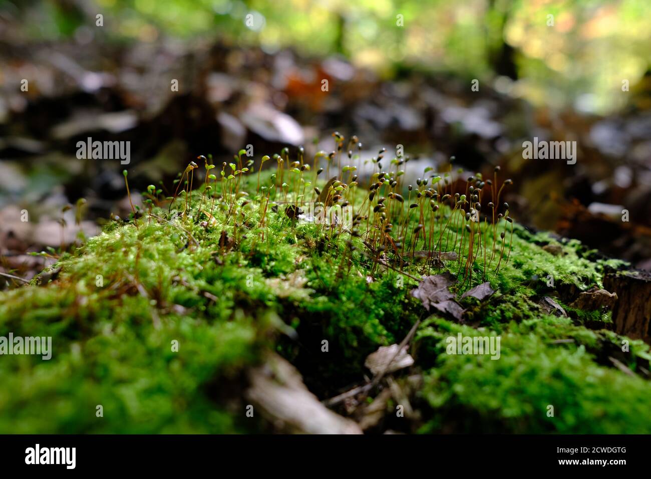Spongy moss hi-res stock photography and images - Alamy