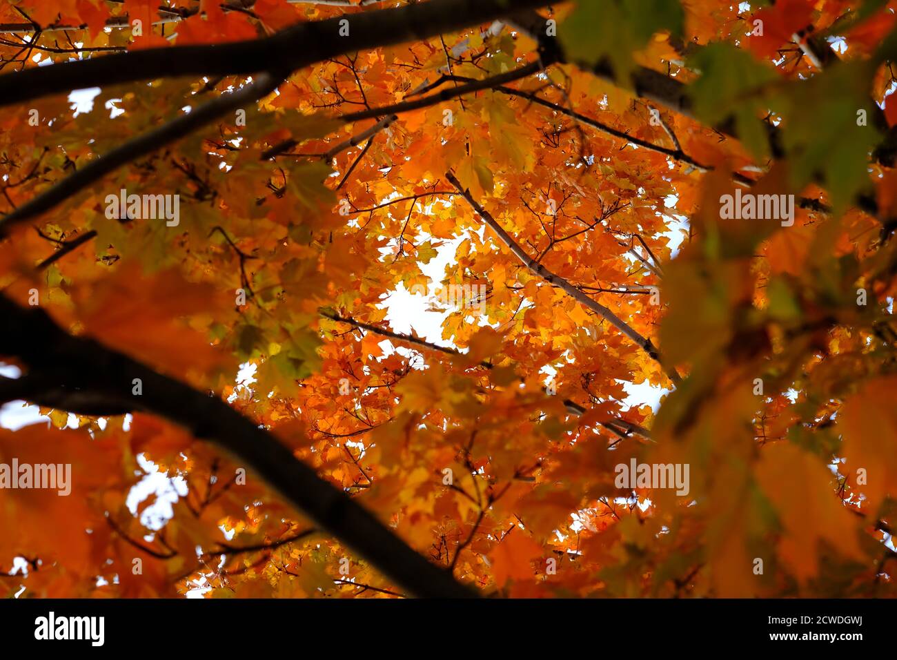 Glorious Autumn/Fall tree colours in Ottawa, Ontario, Canada Stock ...