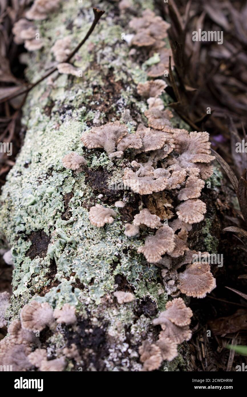 Vertical closeup shot of lichen algae growing on a tree trunk Stock ...
