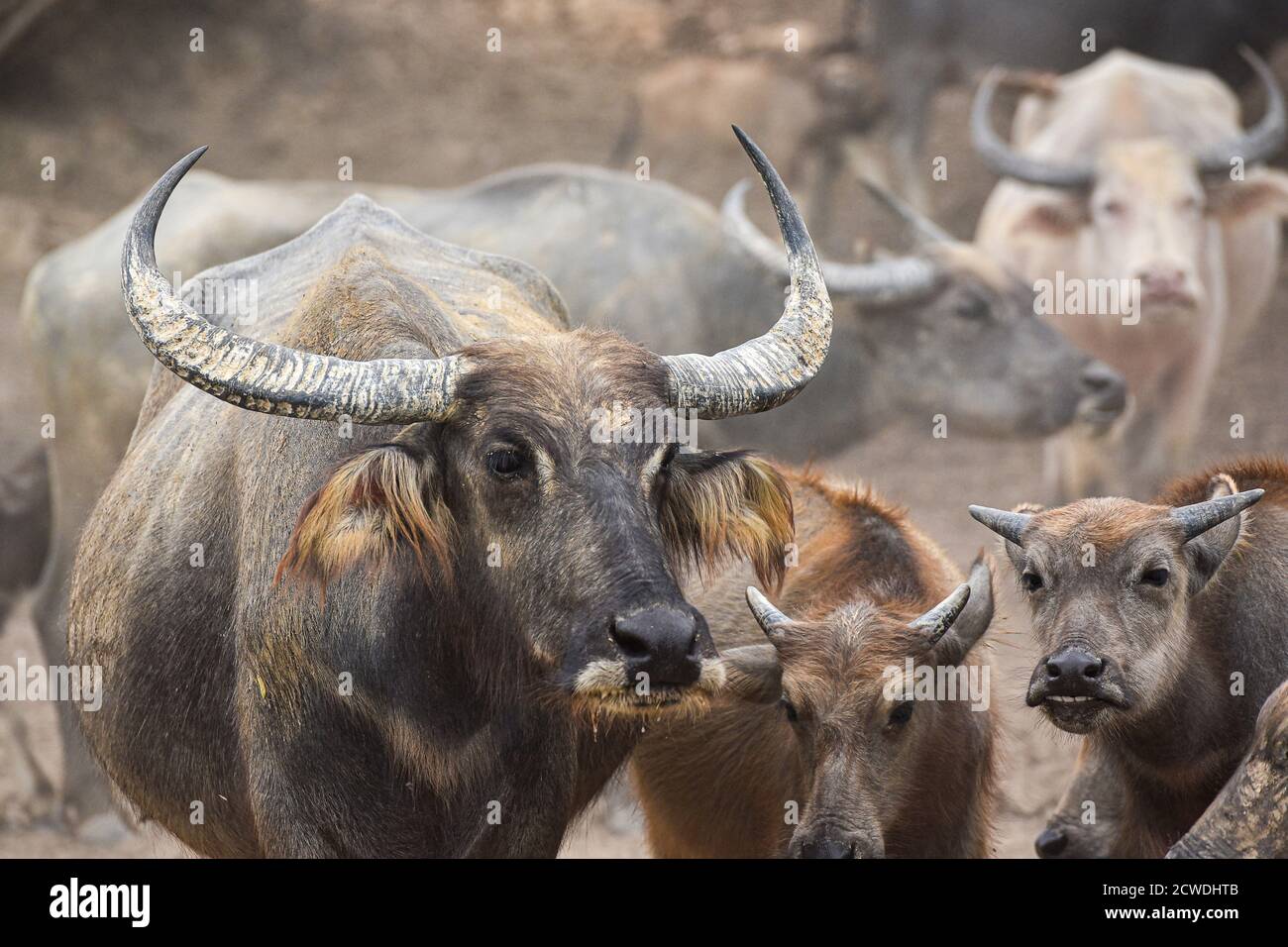 A close up image of Water Buffalo in Thailand Stock Photo - Alamy