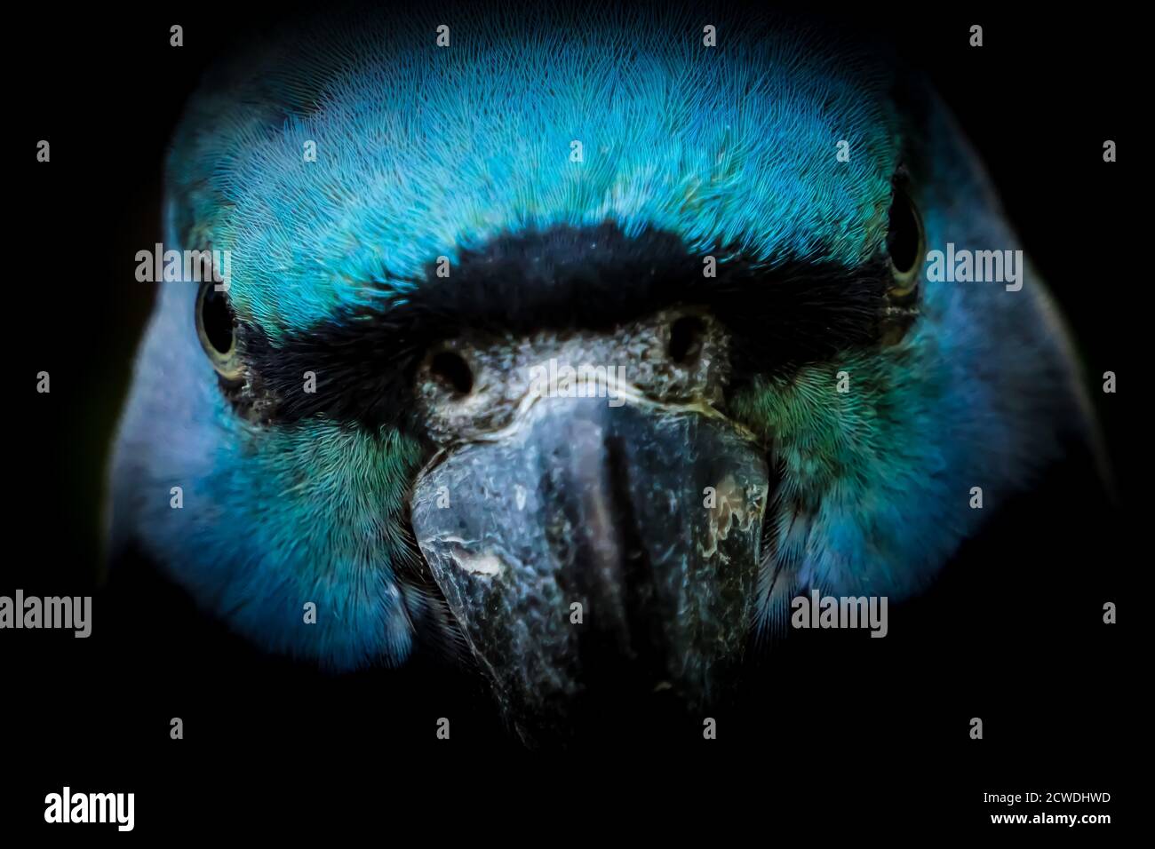 Parrot face hi-res stock photography and images - Alamy