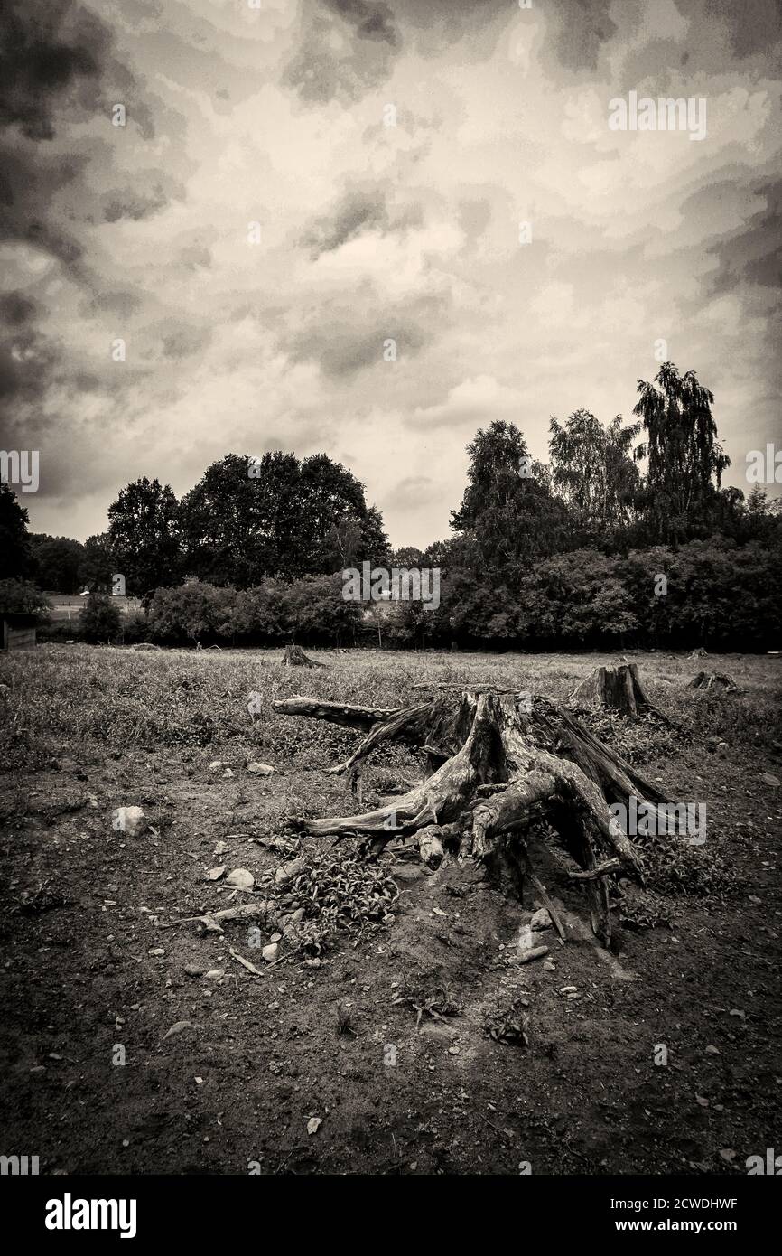 Vertical grayscale shot of cut tree roots in a field Stock Photo - Alamy