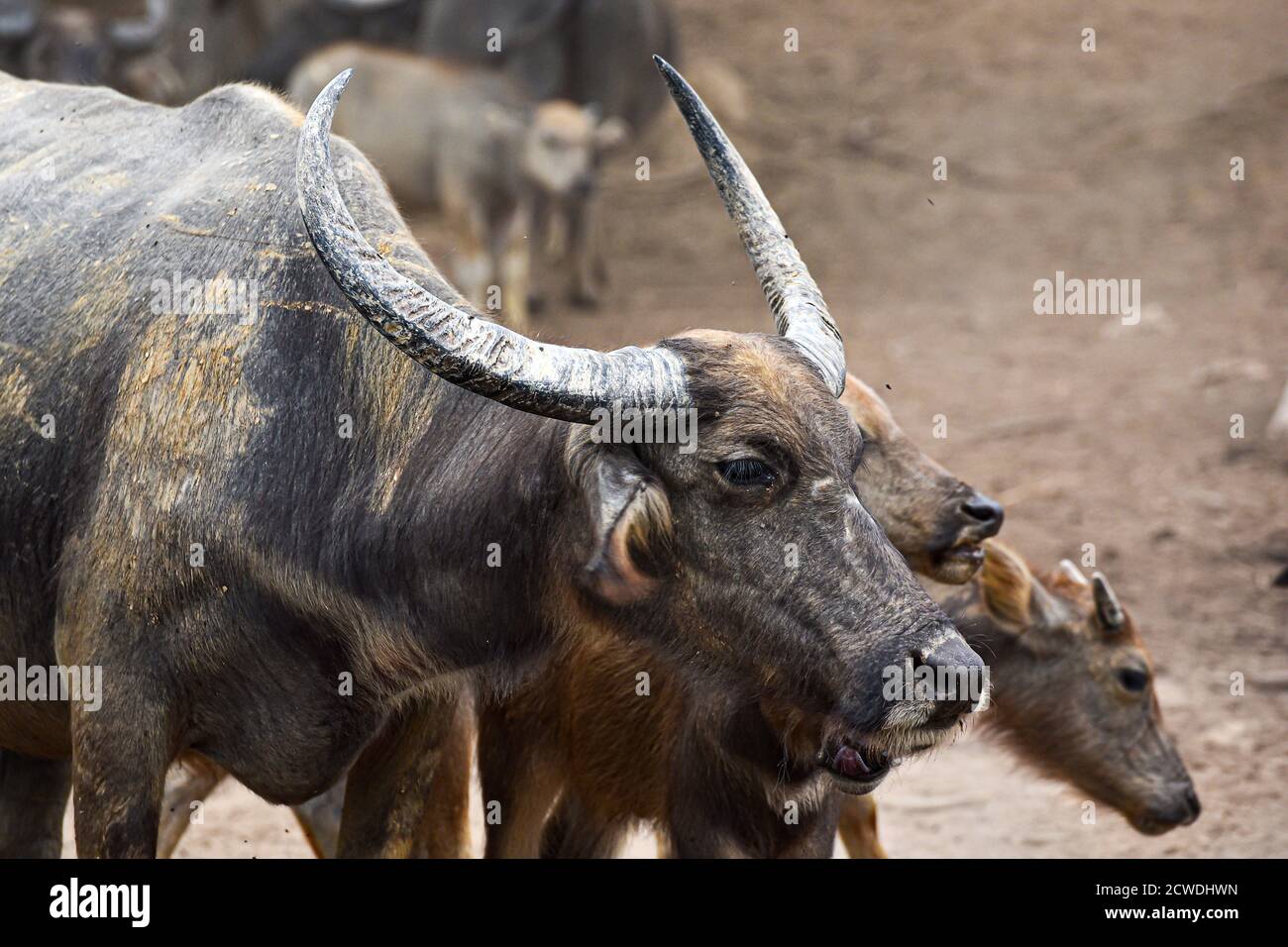 A close up image of Water Buffalo in Thailand Stock Photo - Alamy