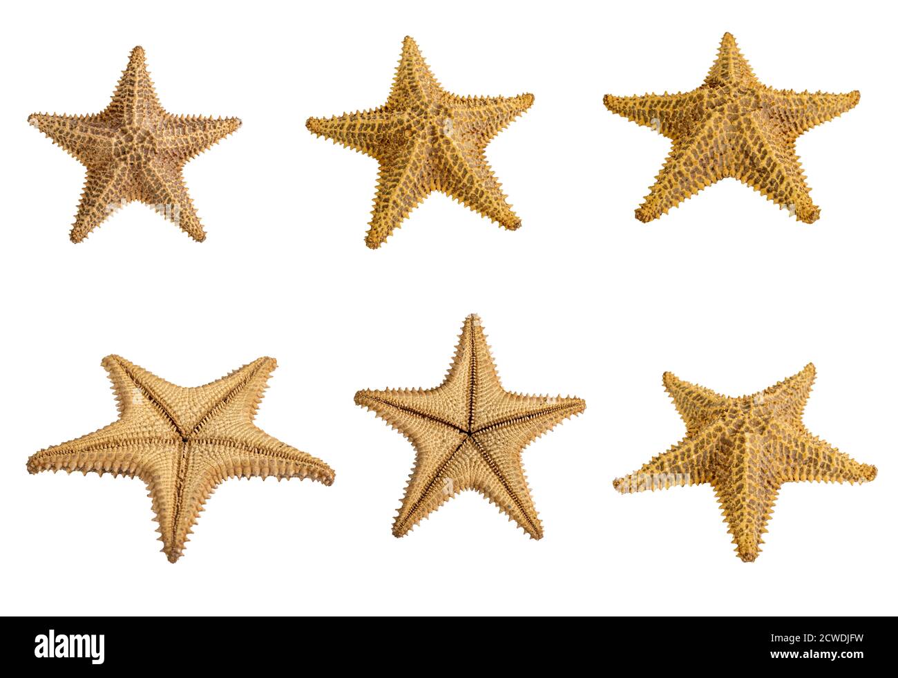Starfish bottom hi-res stock photography and images - Alamy