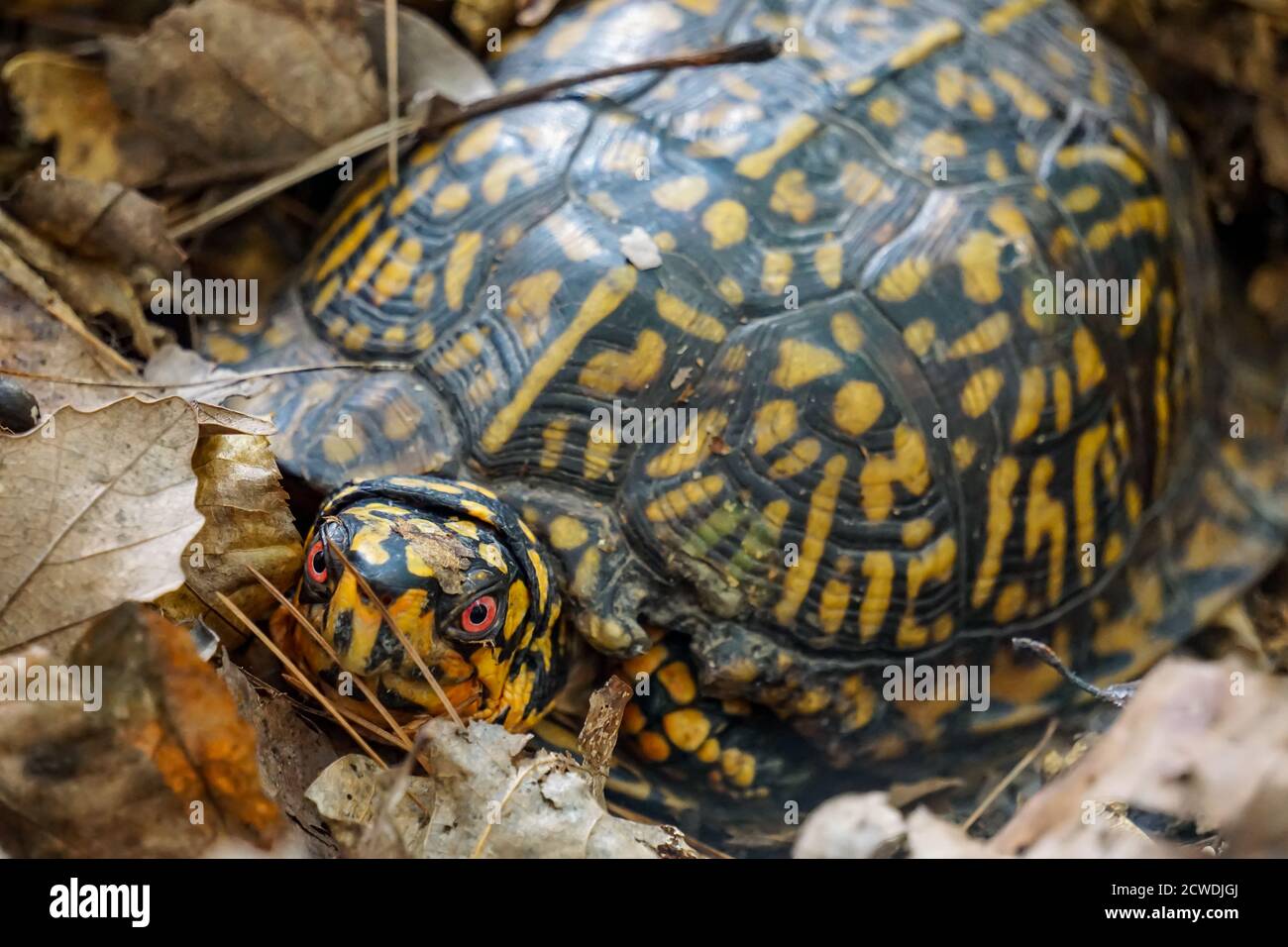 Box turtle with red eyes nestled amongst dead leaves on a forest floor ...