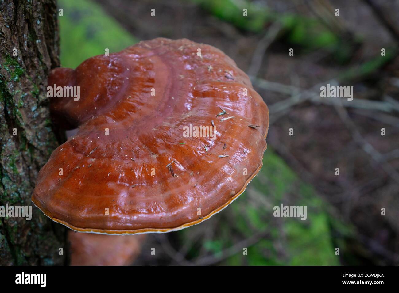 Large polypore growing on a bark of a tree in the forest. Close-up of ...