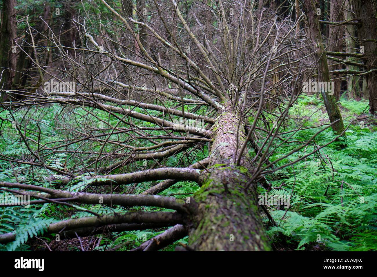 A big old tree that fell to the ground covered with ferns due to storm ...
