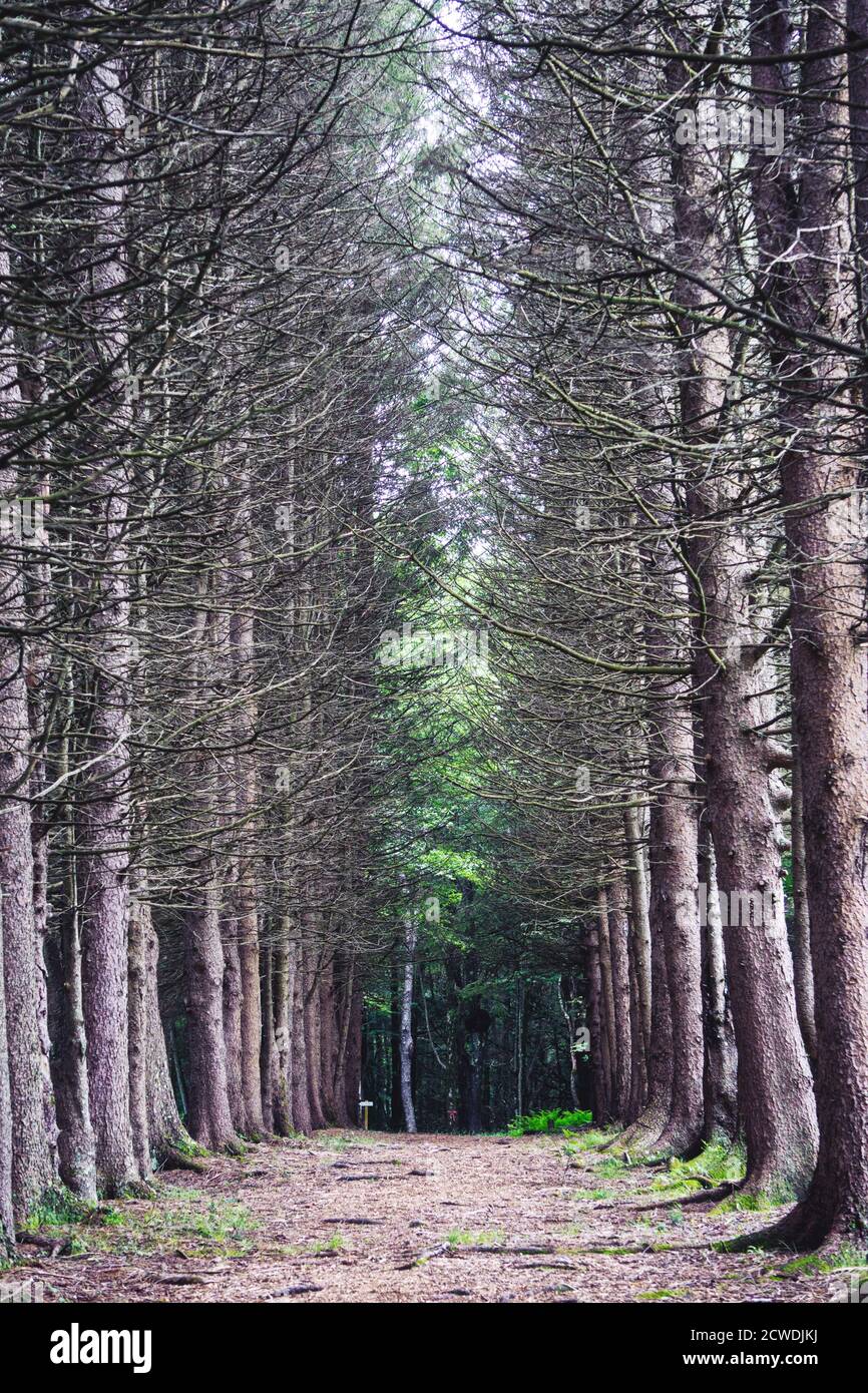 Empty pine tree alley. Beautiful and mysterious walkway lane path in ...