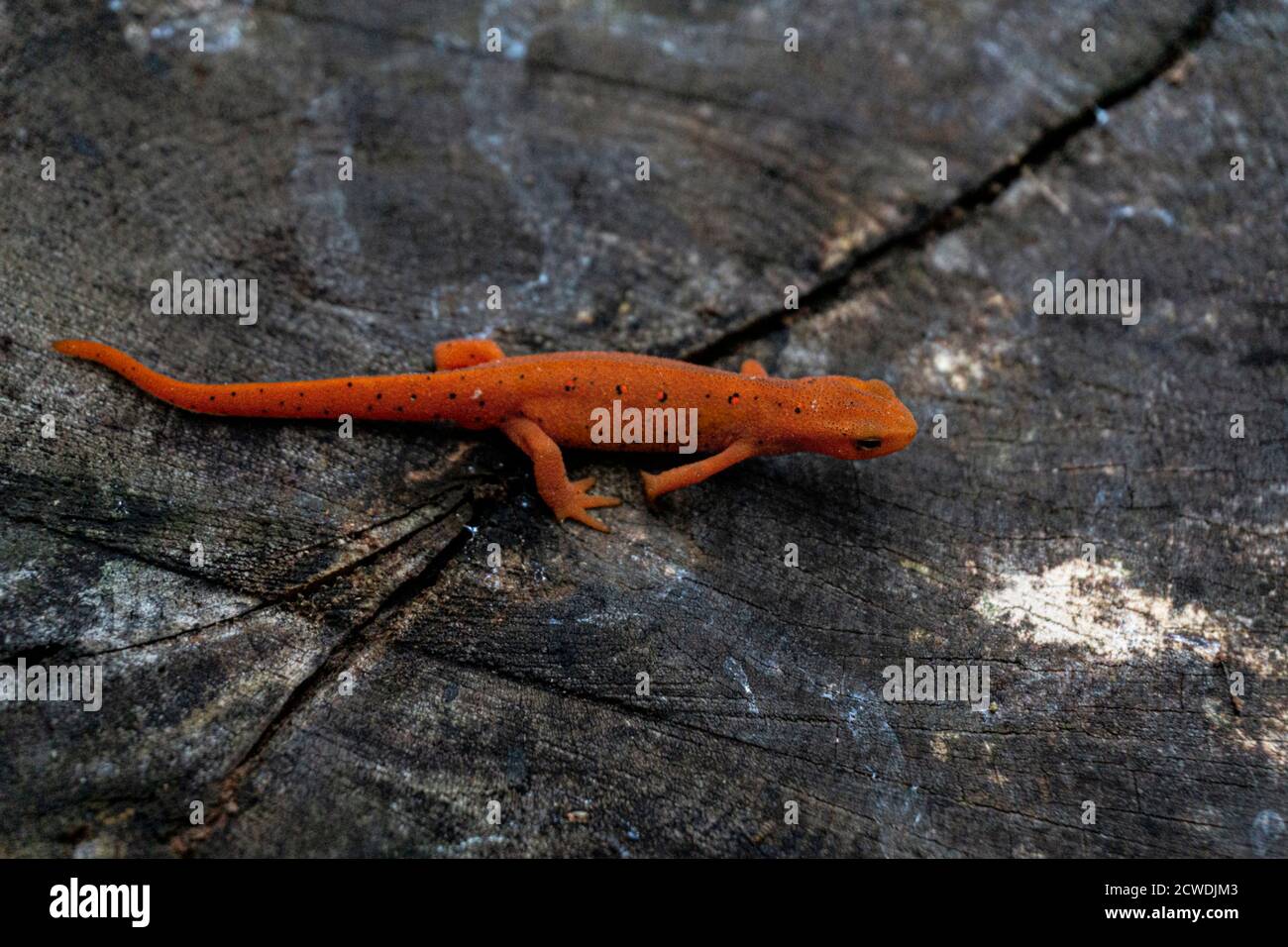 Eastern Red-spotted Newt on a wood surface Stock Photo - Alamy