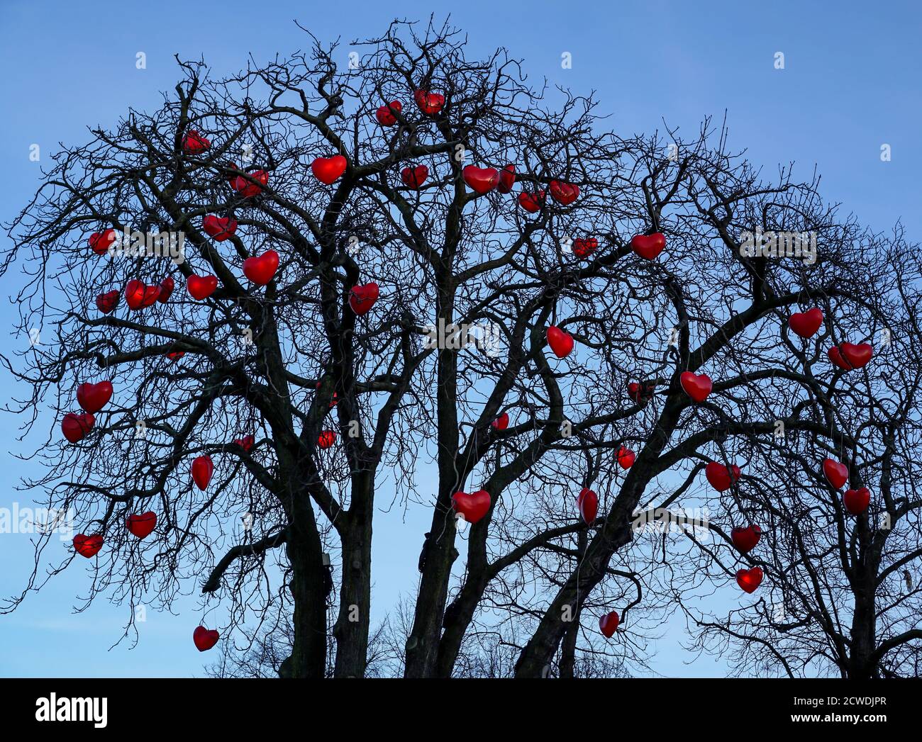 Silhouette of leafless tree branches hi-res stock photography and ...