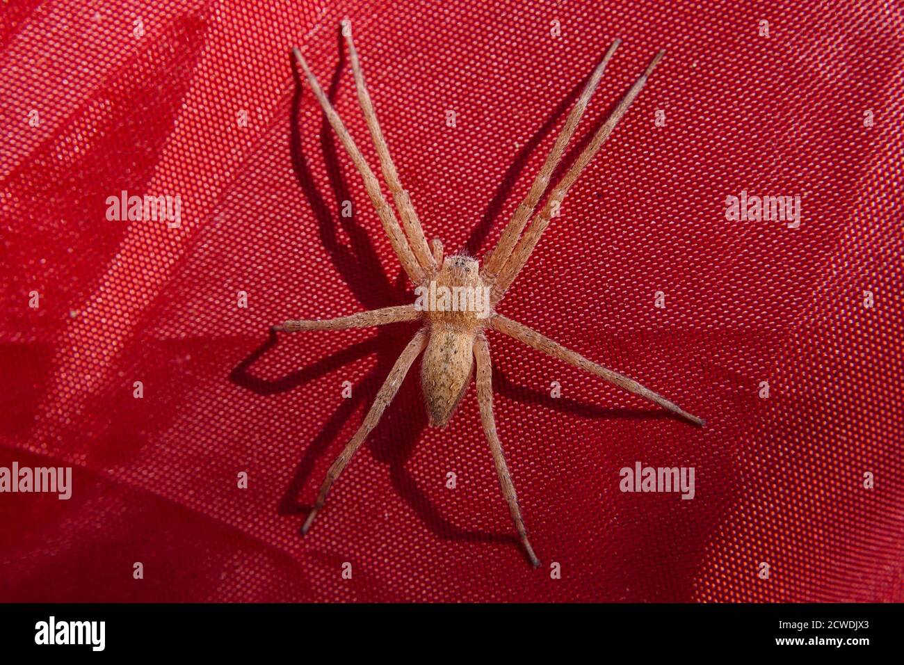 Large nursery web spider on a red tent Stock Photo - Alamy