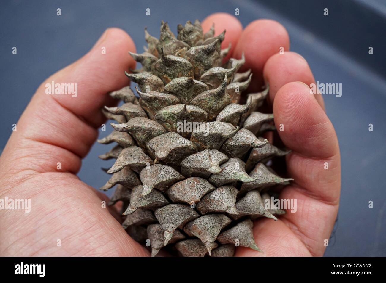 Spiky pine cone in the palm of a hand Stock Photo - Alamy