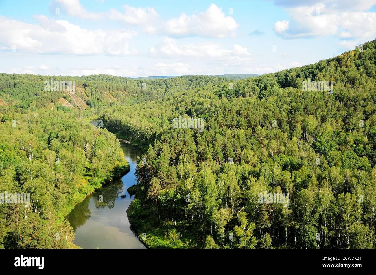 Top view of a winding calm river flowing through a dense coniferous forest. Berd river ...