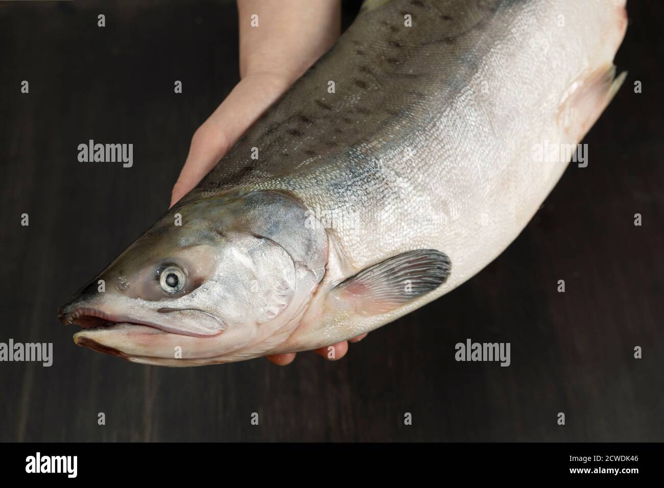 Raw fresh salmon fish in hands of chef cook. Healthy food concept Stock ...