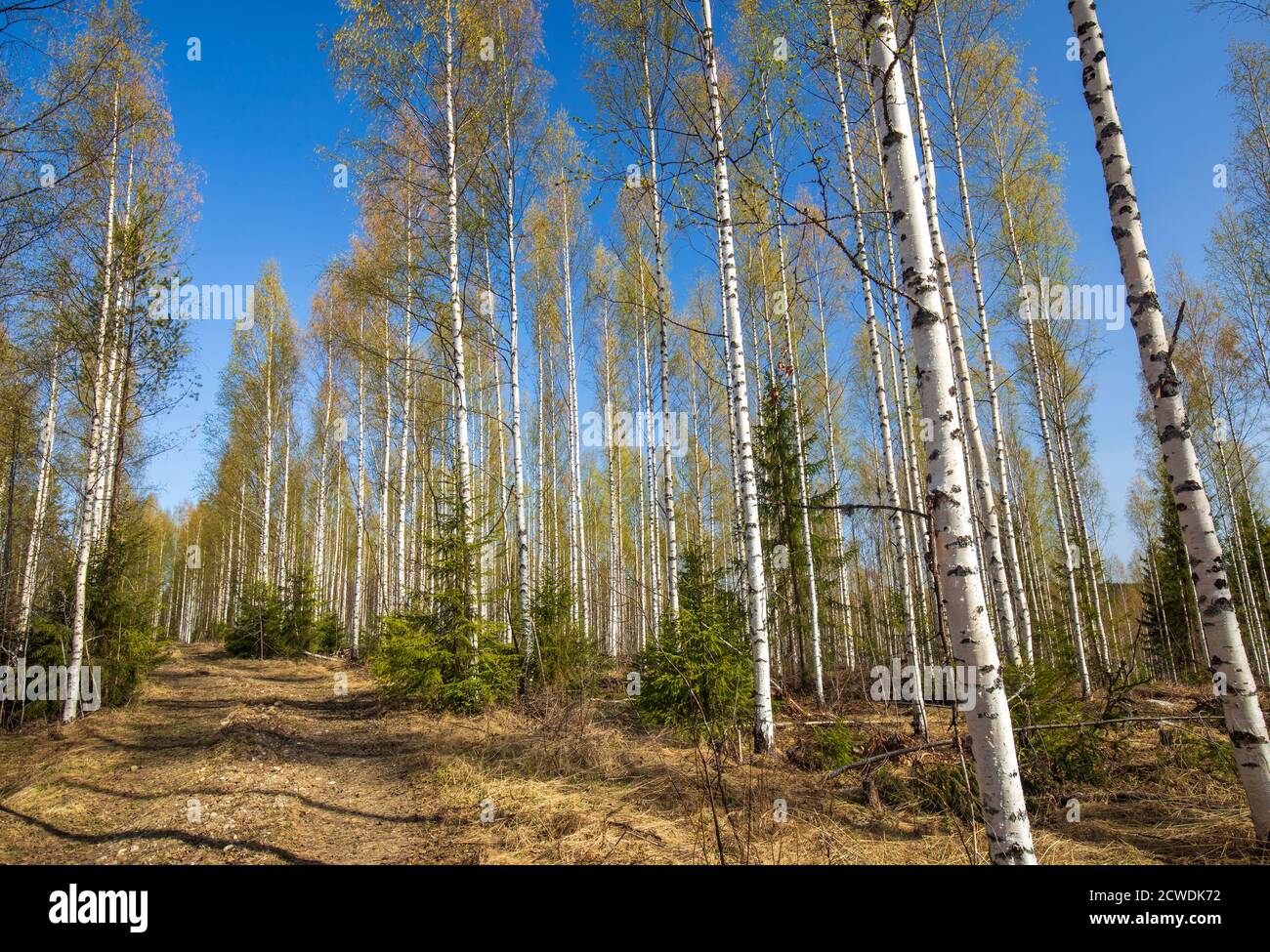 European growing young birch forest ( Betula ) and logging road at ...