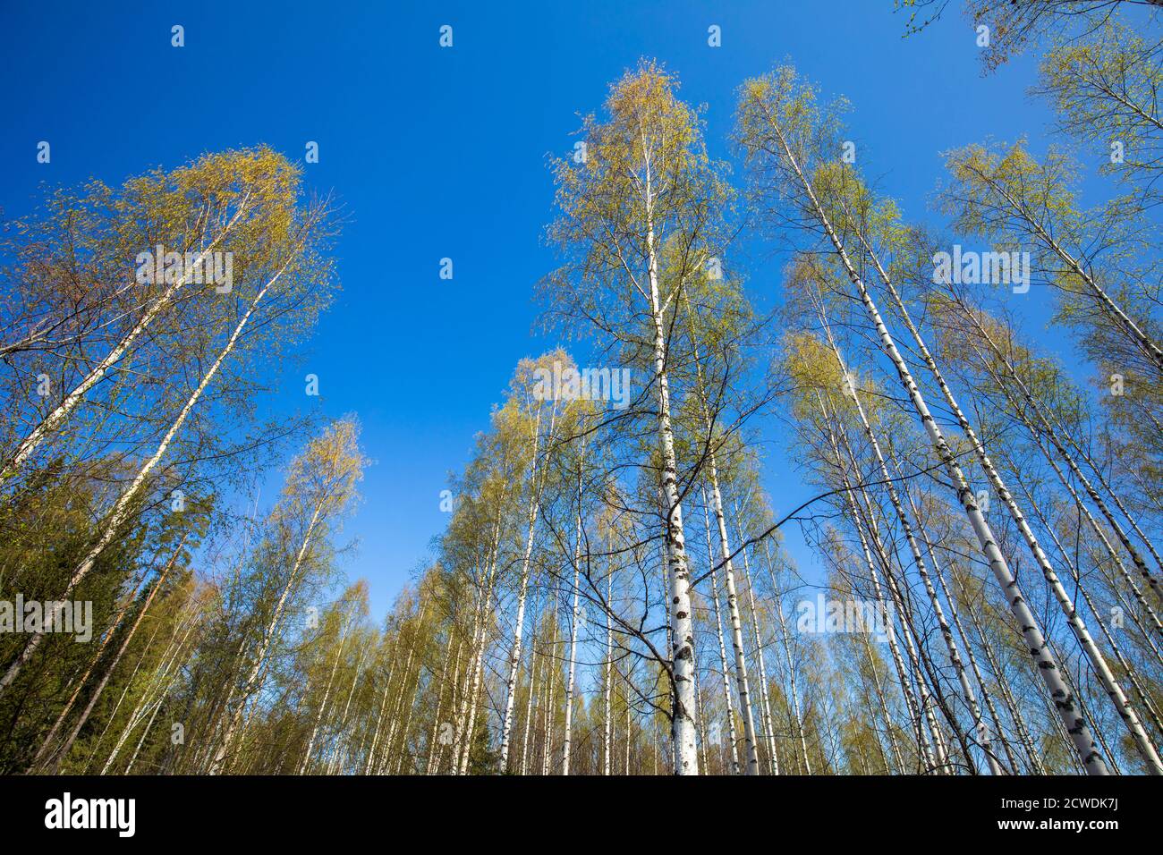 Budding leaves hi-res stock photography and images - Alamy