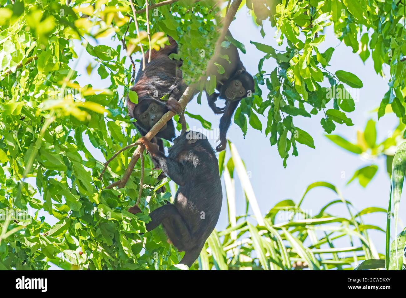 A Family of Howler Monkeys in the Rainforest Trees near Alta Floresta ...