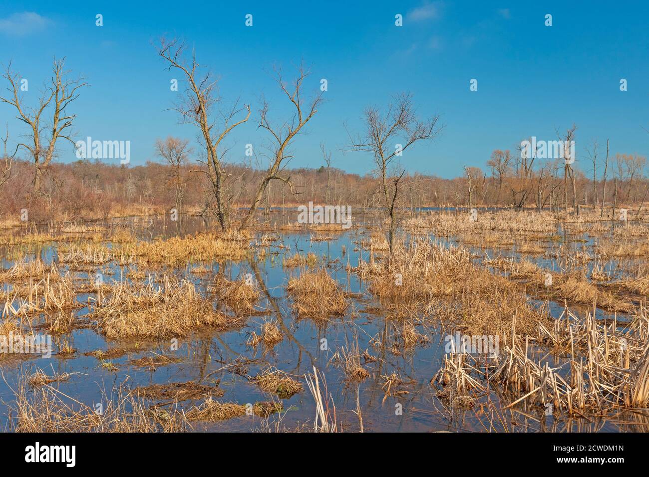Early Morning Views of a Wetland Marsh in Indiana Dunes National Park ...