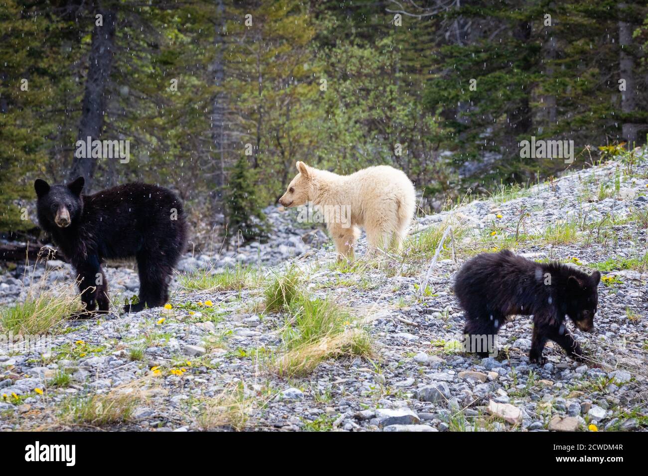 Spirit bear alberta hi-res stock photography and images - Alamy