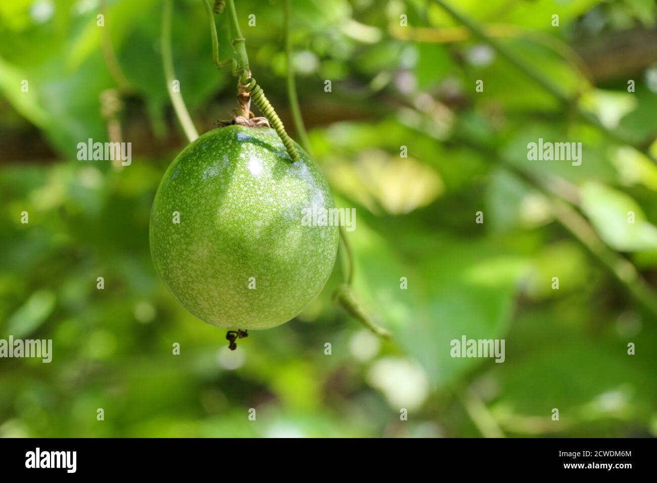 passion fruit farm , lots of raw and fresh passion fruit on the tree ...