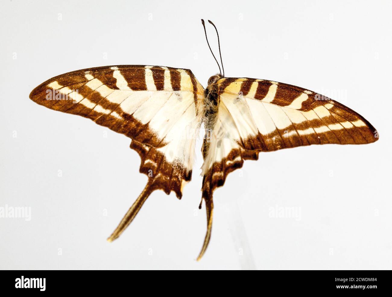 Graphium euphrates butterfly from the Philippines islands Stock Photo ...
