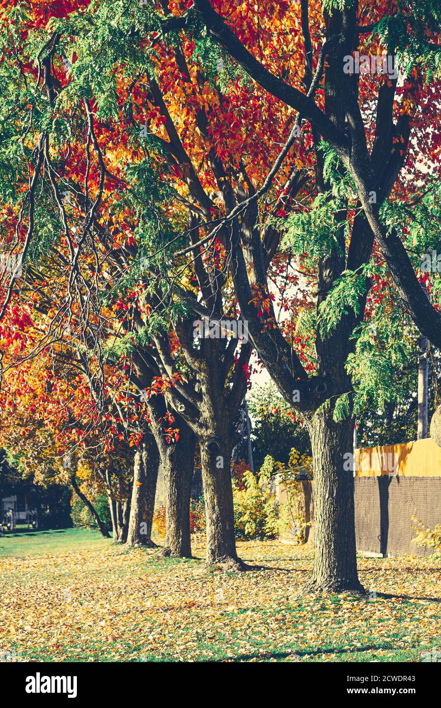 Fall leaves path with trees in a line. Dead leaves covering a path ...