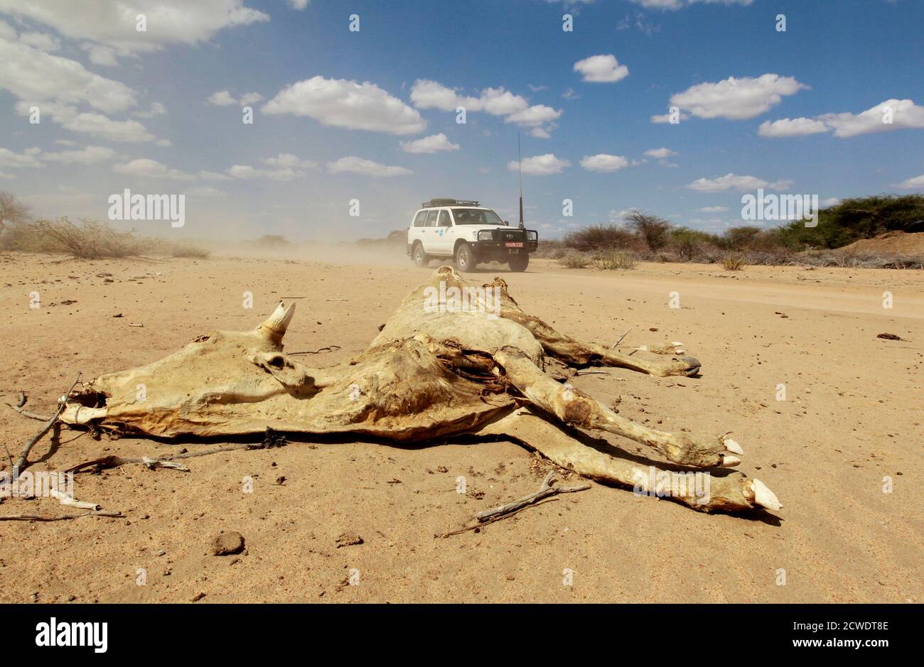 Carcass dead cow in drought High Resolution Stock Photography and ...