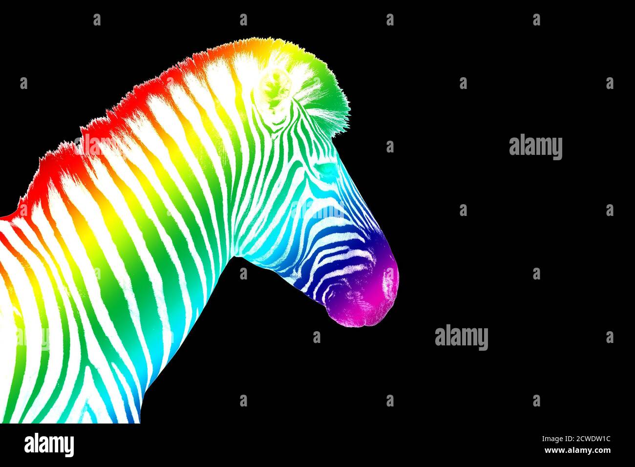 One zebra head with rainbow color striped pattern skin on black ...