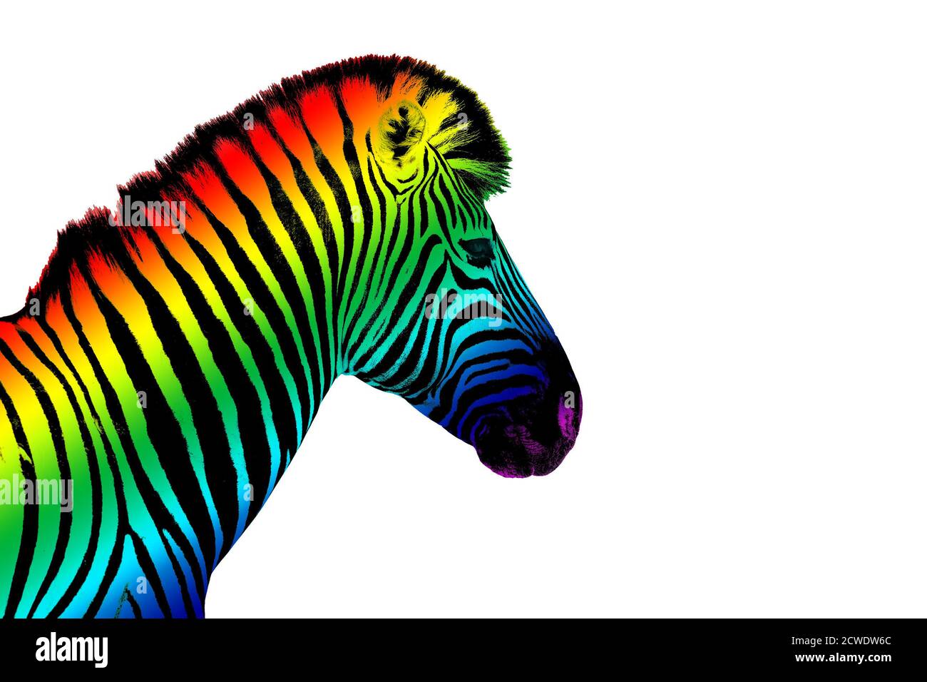 One zebra head with rainbow color striped pattern skin on white ...