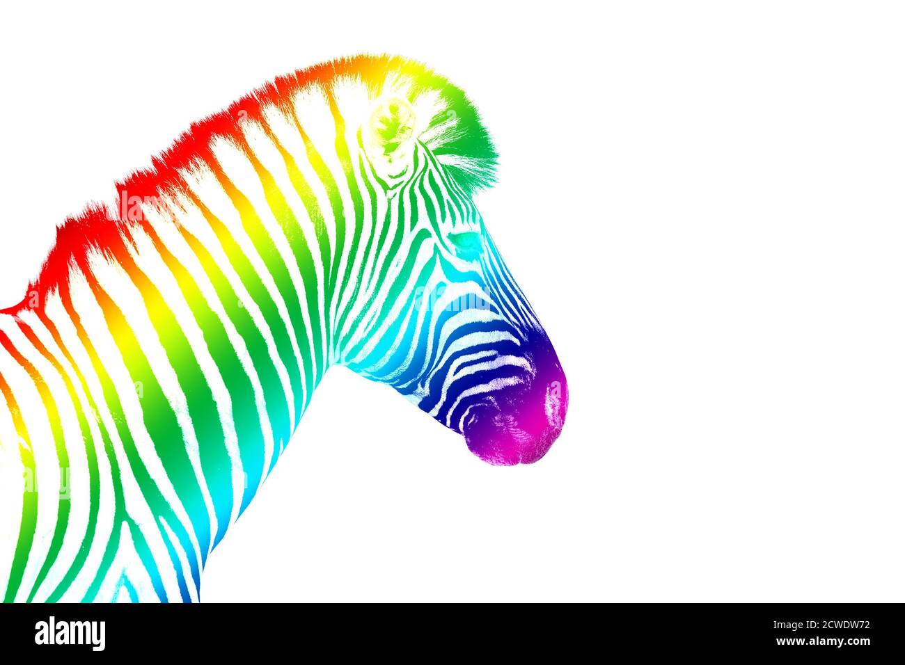 Rainbow Zebra Wallpapers