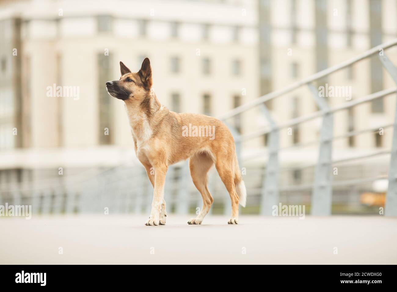 German shepherd walking hi-res stock photography and images - Alamy