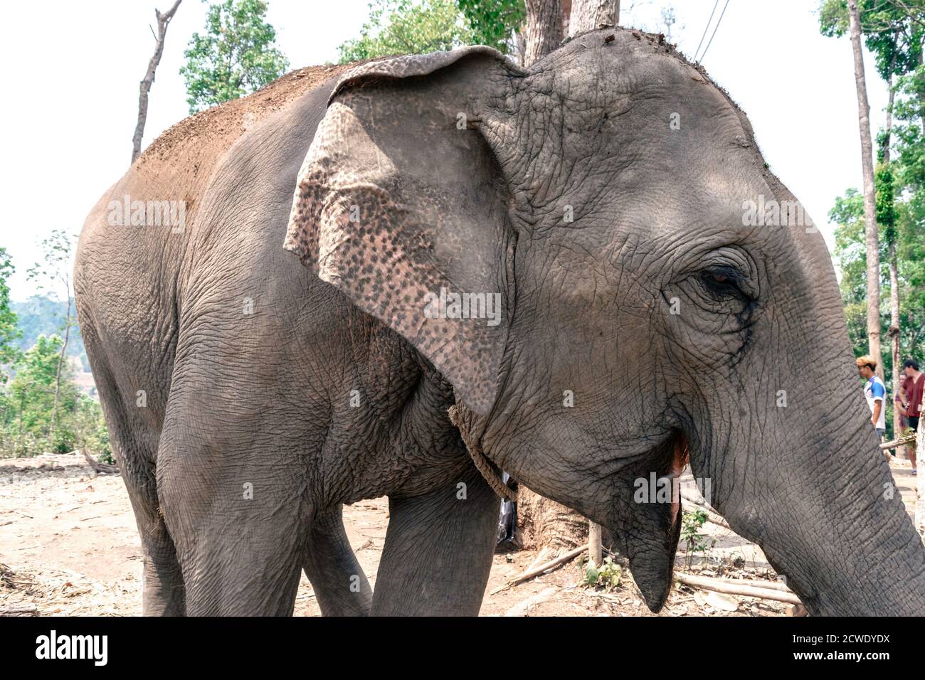 Asian Elephant in a nature river at deep forest in Thailand Stock Photo ...
