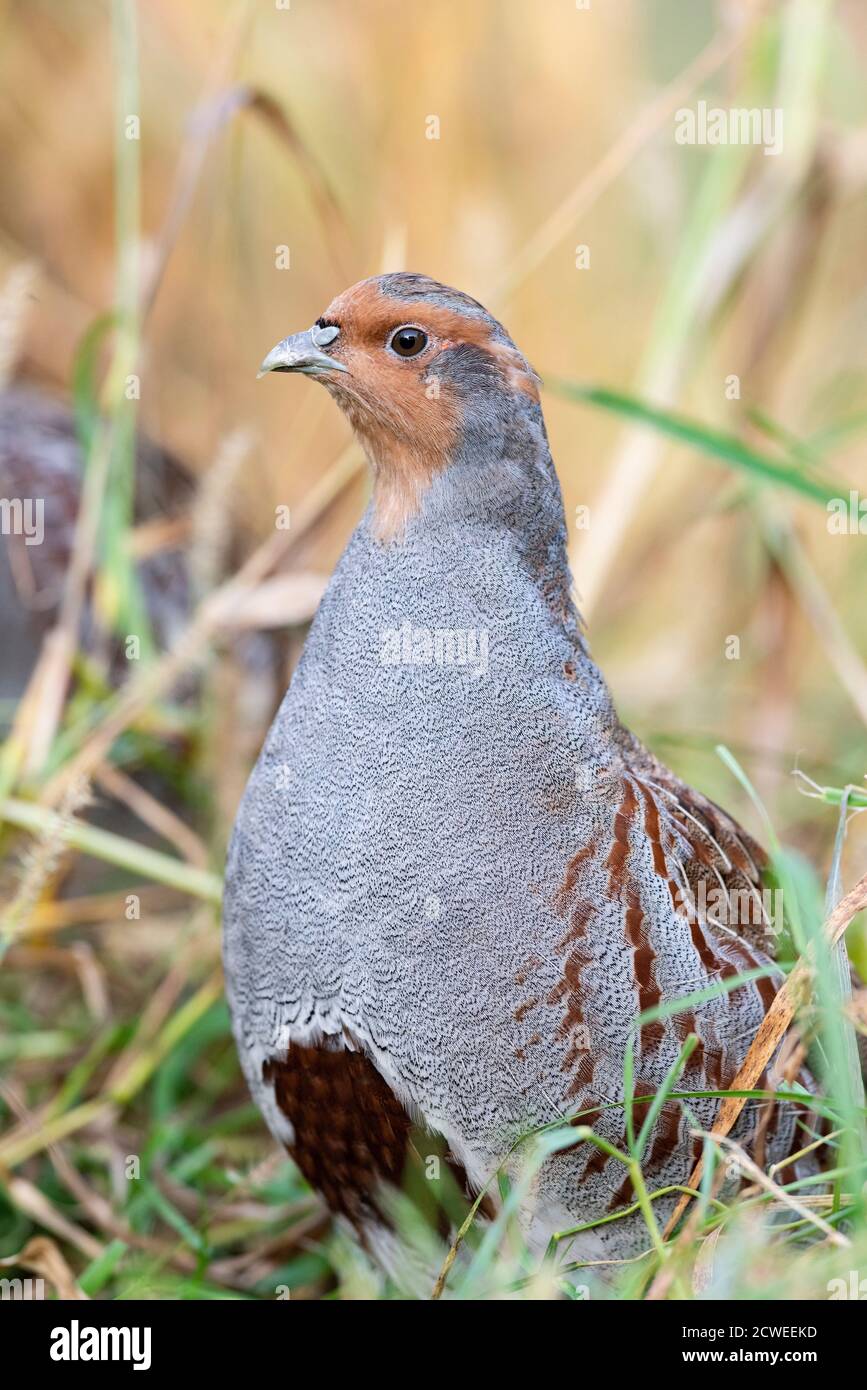 Hungarian Partridge in North Dakota on a late autumn evening Stock ...