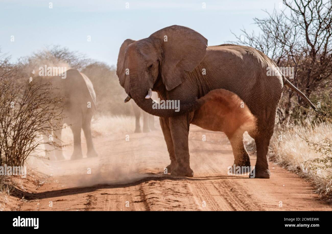 Elephant throws dirt onto its back in order thwart parasites Stock ...