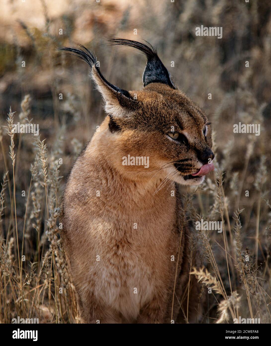 Caracal cat scans his surroundings for food Stock Photo - Alamy