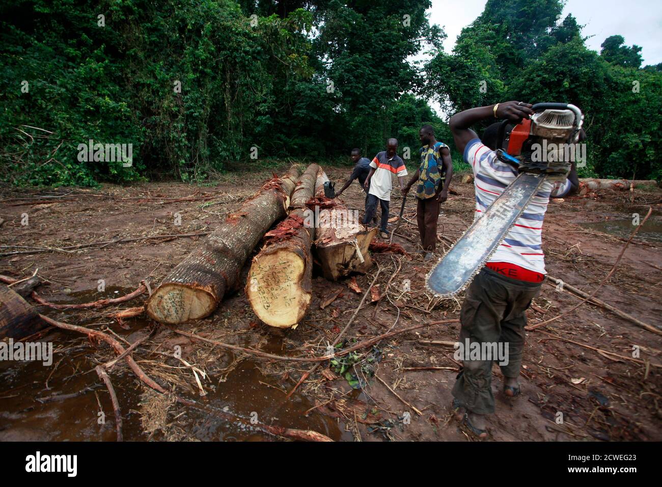 Tree Felling Africa High Resolution Stock Photography and Images - Alamy