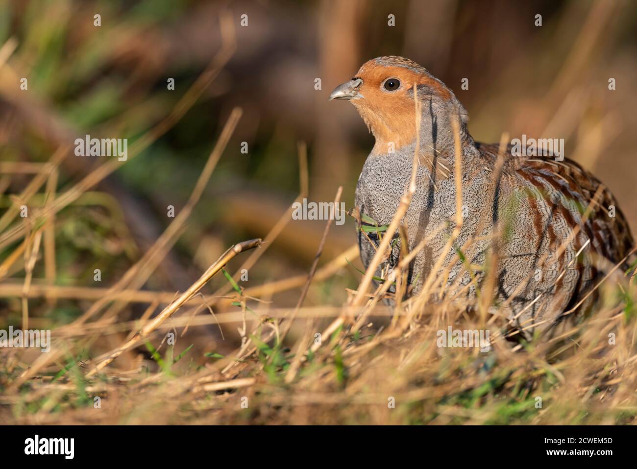Nest grey partridge hi-res stock photography and images - Alamy