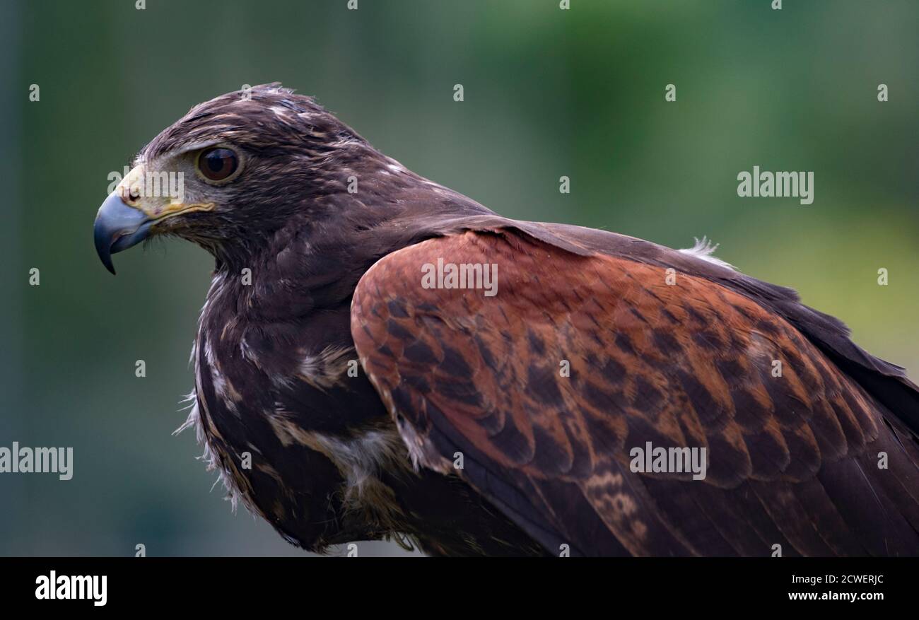 Close-up of immature Black-Chested Buzzard-Eagle head at a bird rescue ...