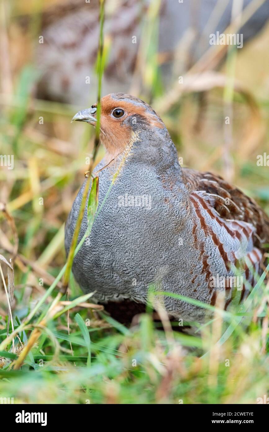 Hungarian Partridge in North Dakota on a late autumn evening Stock ...
